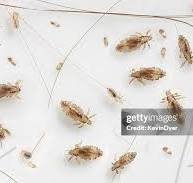 FREE Virtual Lice Check - The Lice Chicks